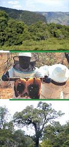 Forestry | South African Government